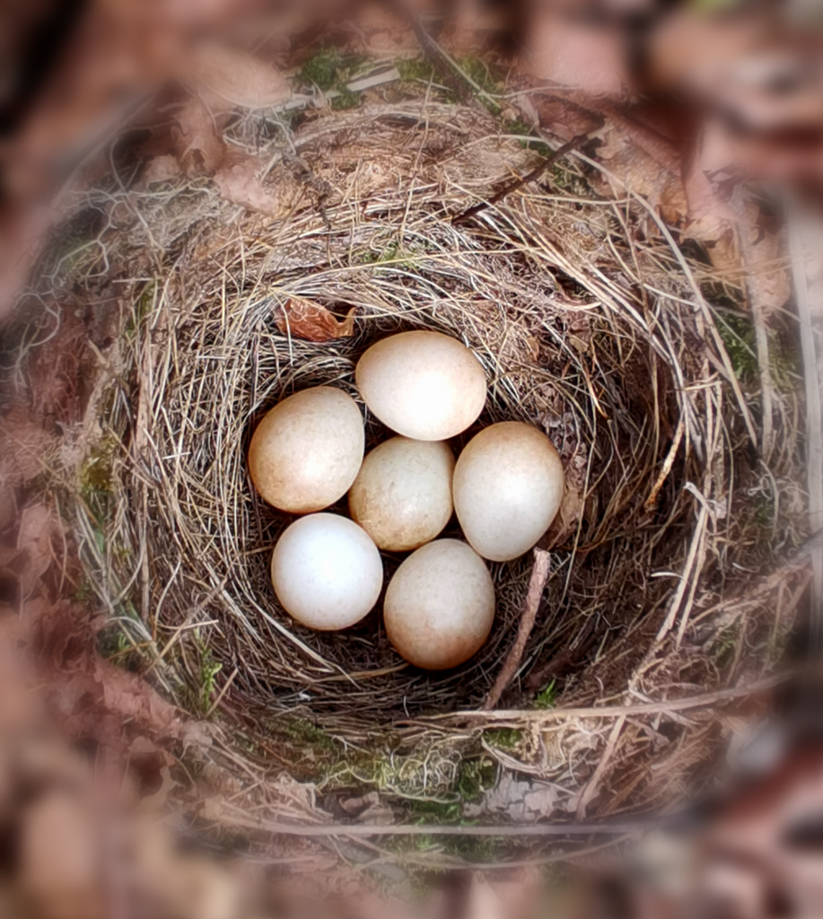 Blog - Seelenkalender Mantra 48 w - Stellamaris Seelenkalender